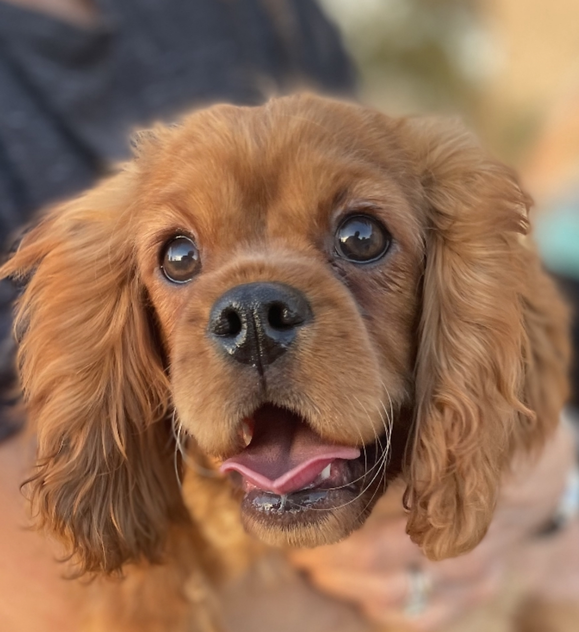 Huckleberry Hollow Kennel